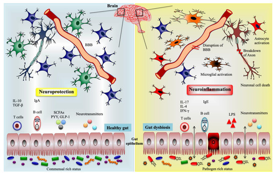 Ijms Free Full Text Gut Brain Axis Role Of Gut Microbiota On