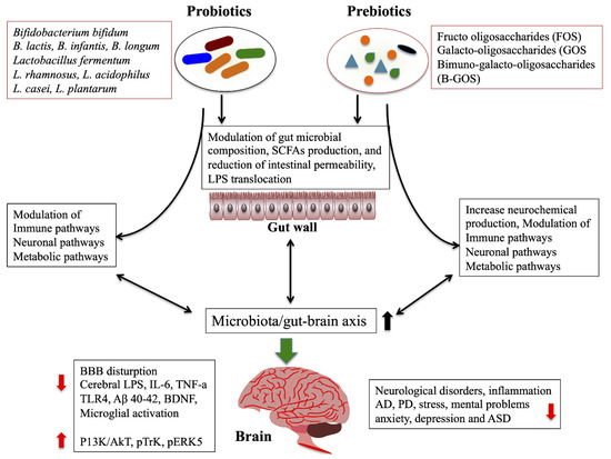 Gut–Brain Axis: Role of Gut Microbiota on Neurological Disorders and How Probiotics/Prebiotics ...