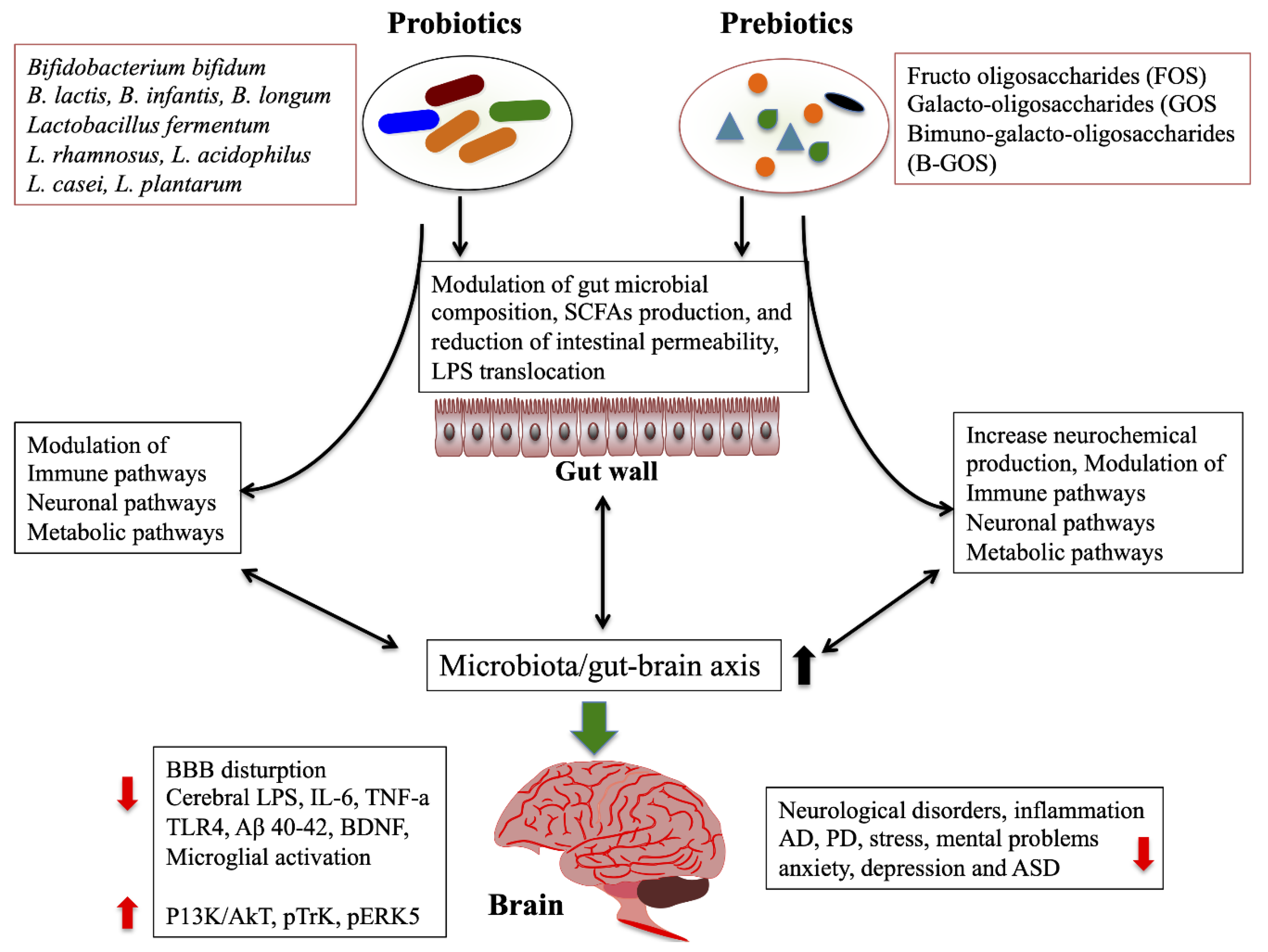 Ijms Free Full Text Gut Brain Axis Role Of Gut Microbiota On