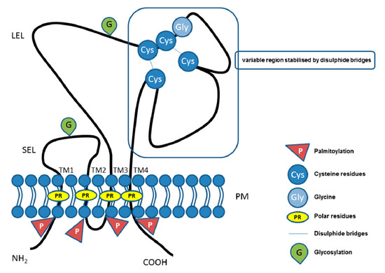 Tetraspanins, More than Markers of Extracellular Vesicles in Reproduction