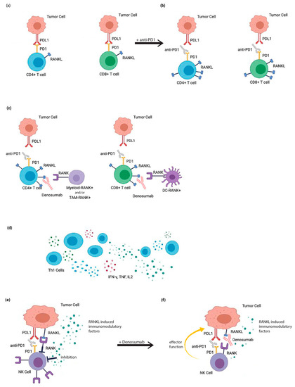 The Role of the RANKL/RANK Axis in the Prevention and Treatment of ...