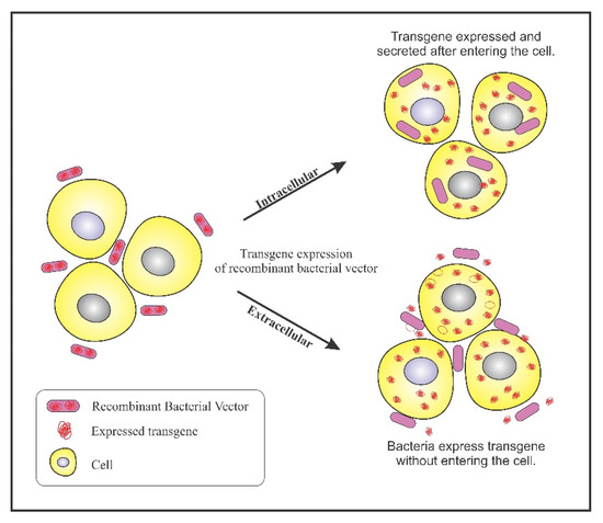 Microbes as Medicines: Harnessing the Power of Bacteria in Advancing ...