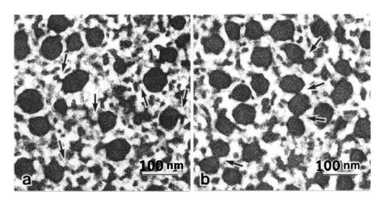IJMS | Free Full-Text | Mechanism and Function of the Catch State in ...