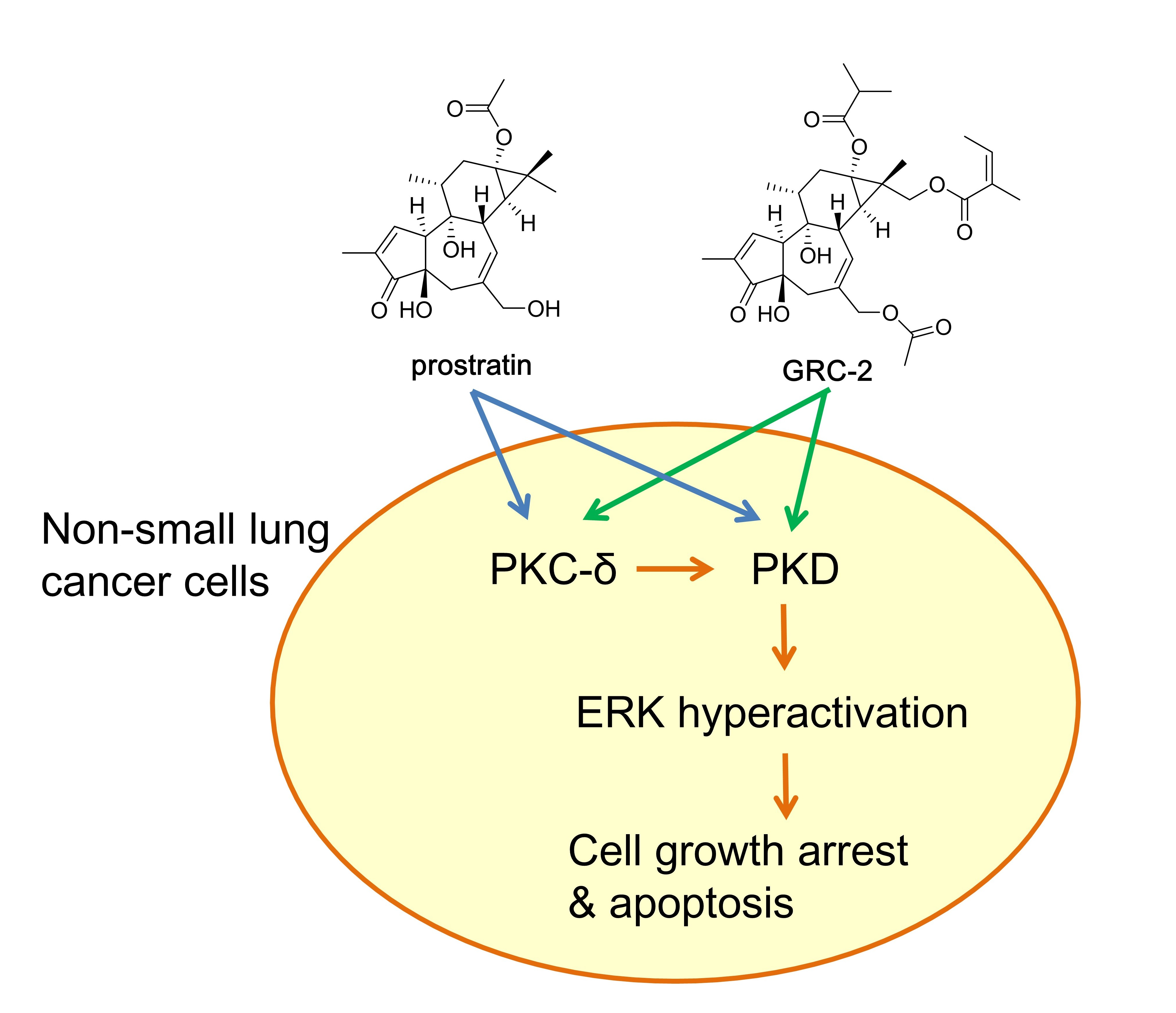 IJMS | Free Full-Text | 12-Deoxyphorbol Esters Induce Growth Arrest and ...