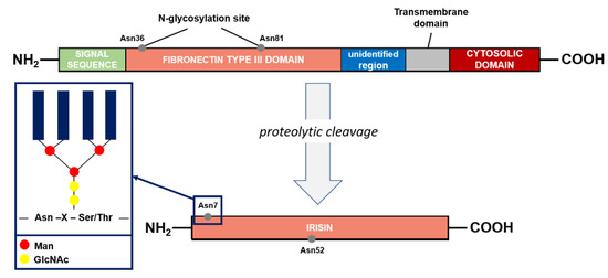 Irisin and Autophagy: First Update