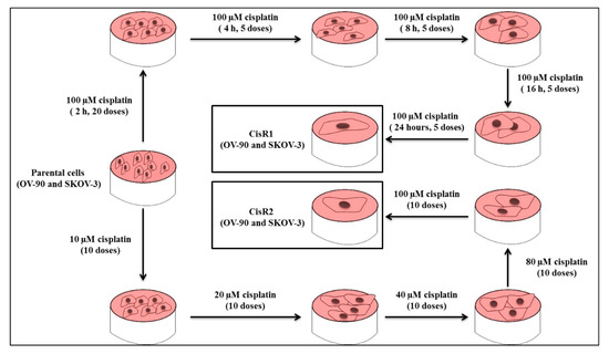Establishment of Acquired Cisplatin Resistance in Ovarian Cancer Cell ...