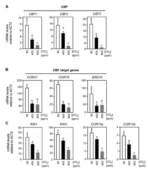 Varying Atmospheric CO2 Mediates the Cold-Induced CBF-Dependent ...