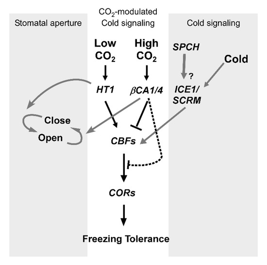 Varying Atmospheric CO2 Mediates the Cold-Induced CBF-Dependent ...