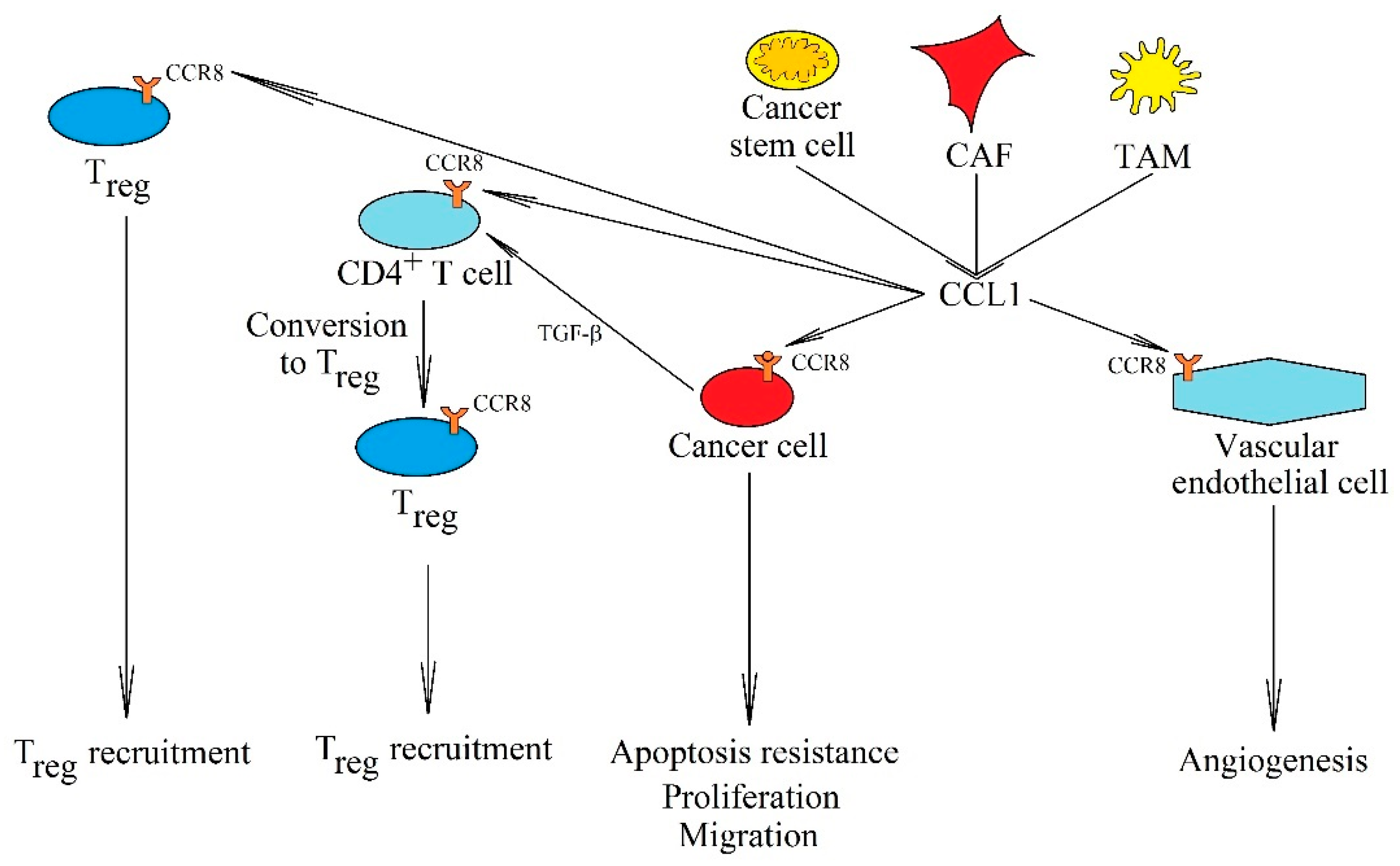 Ijms Free Full Text Cc Chemokines In A Tumor A Review Of Pro