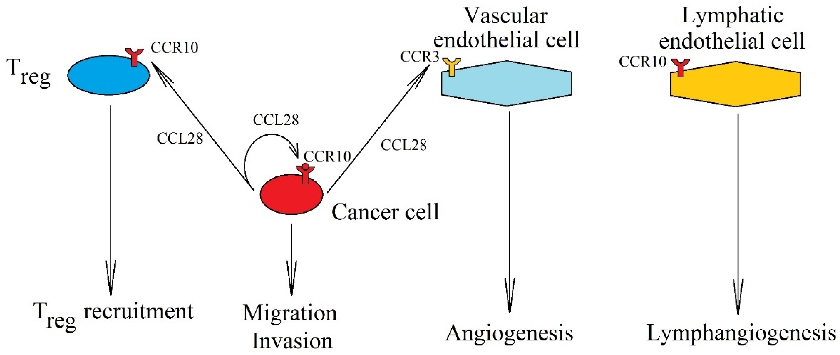 Ijms Free Full Text Cc Chemokines In A Tumor A Review Of Pro