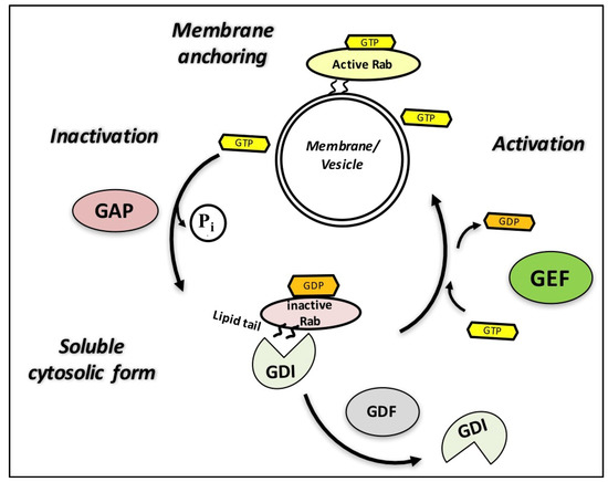 Rab GTPases in Osteoclastic Bone Resorption and Autophagy