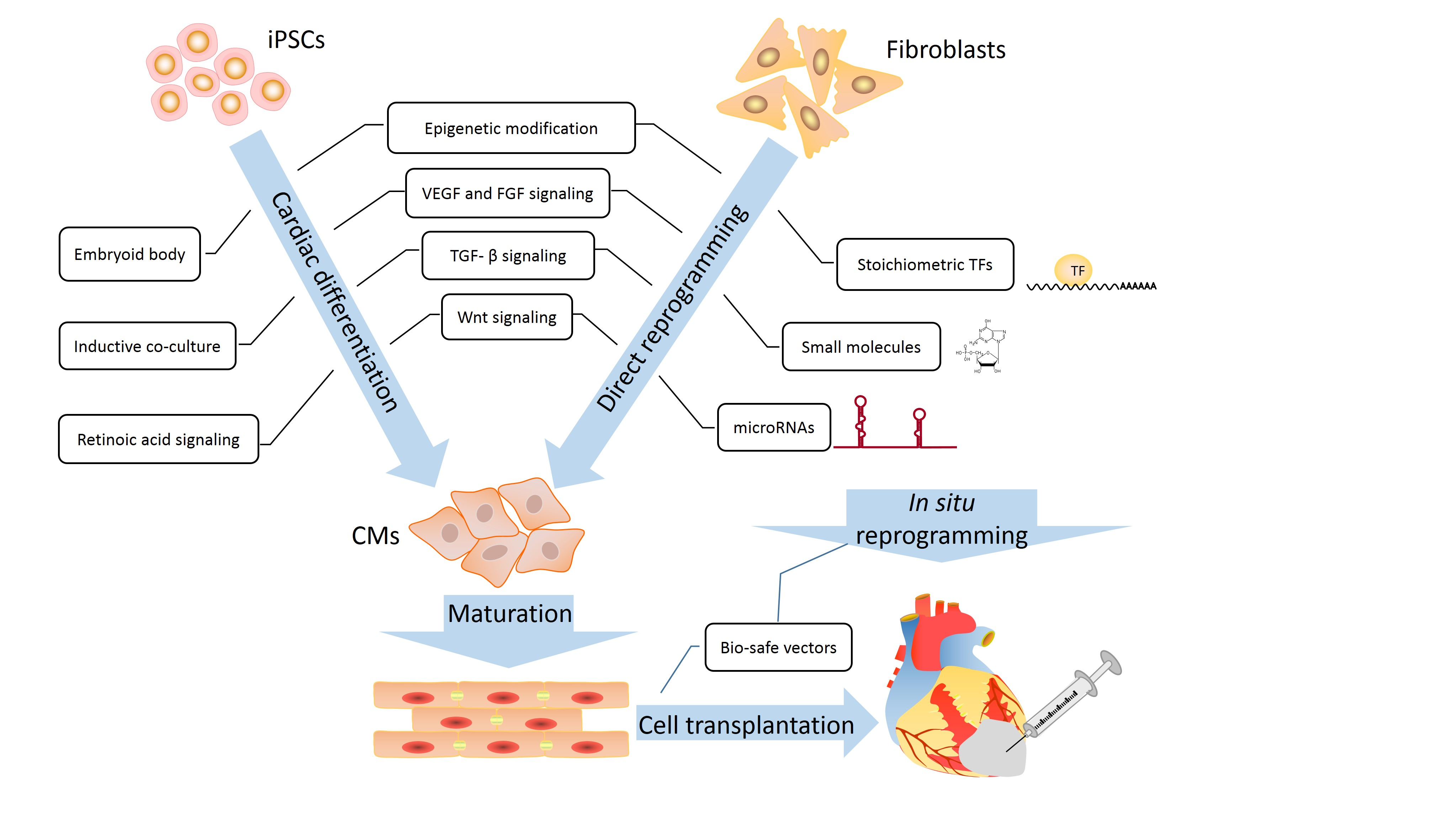 IJMS | Free Full-Text | Strategies and Challenges to Improve Cellular ...