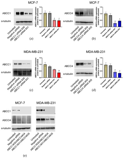 Roles of ABCC1 and ABCC4 in Proliferation and Migration of Breast ...