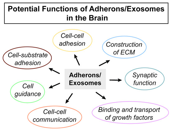 A Brief History of Adherons: The Discovery of Brain Exosomes