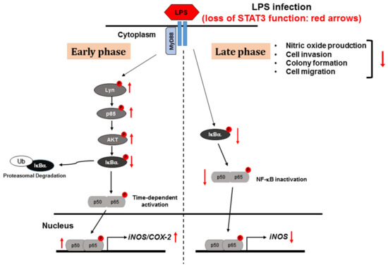 STAT3 Differentially Regulates TLR4-Mediated Inflammatory Responses in ...