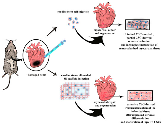 Cardiac Stem Cell-Loaded Delivery Systems: A New Challenge for ...