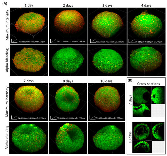 Rapid Clearing for High Resolution 3D Imaging of Ex Vivo Pancreatic ...