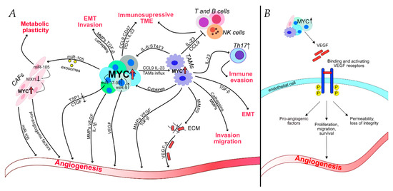 MYC as a Multifaceted Regulator of Tumor Microenvironment Leading to ...