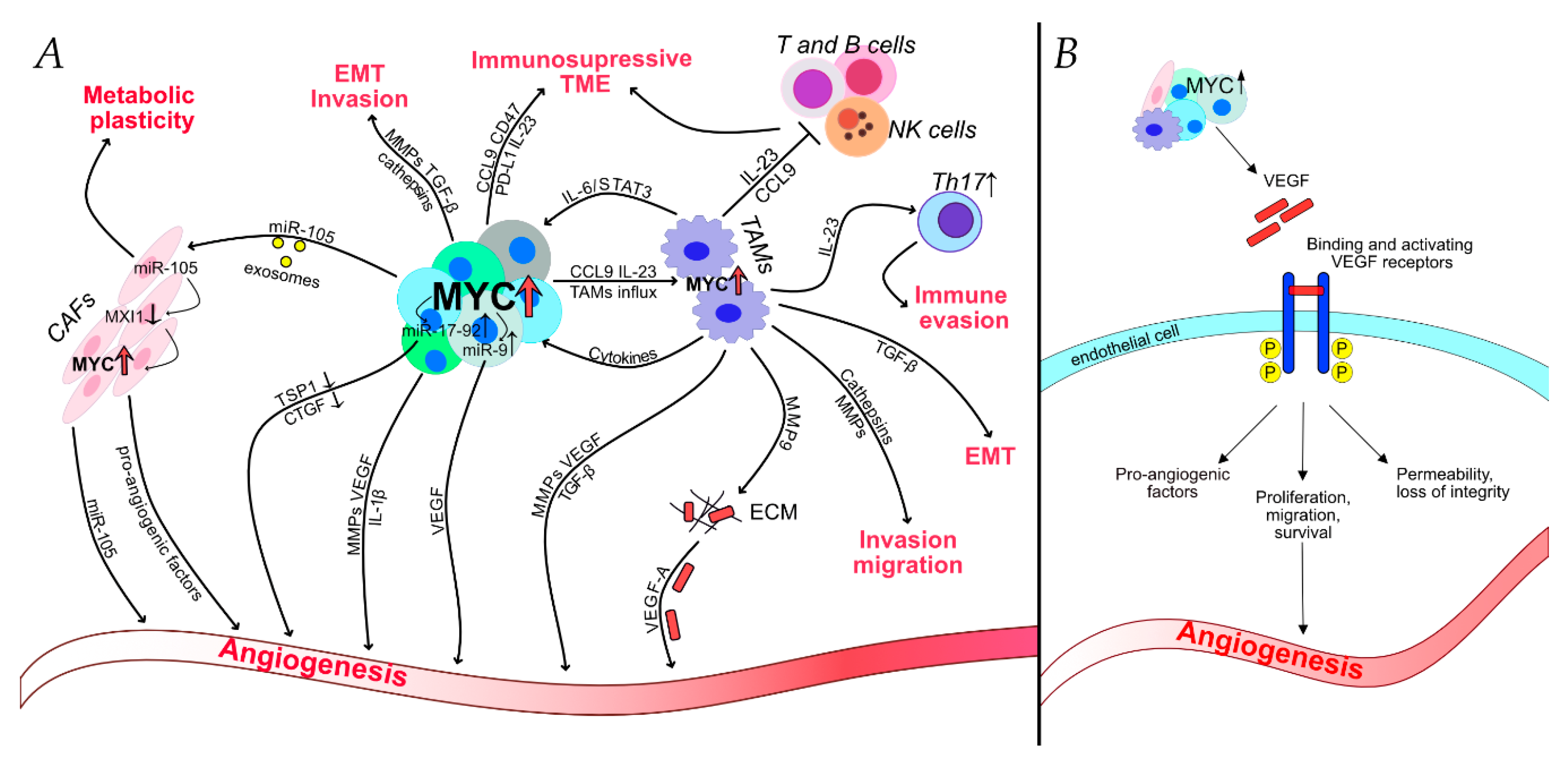 MYC as a Multifaceted Regulator of Tumor Microenvironment Leading to ...