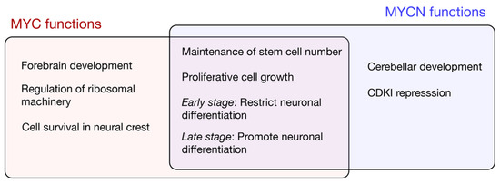 MYC in Brain Development and Cancer