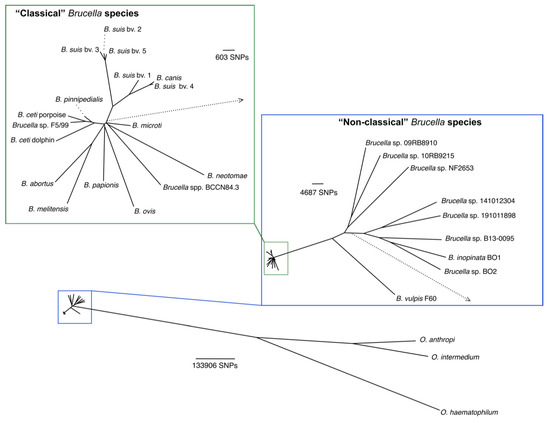 Brucella Genomics: Macro and Micro Evolution