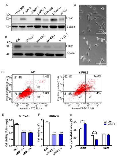 Four and a Half LIM Domains 2 (FHL2) Contribute to the Epithelial ...