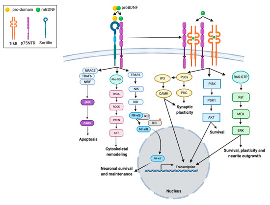 Neurotrophic Factor BDNF, Physiological Functions and Therapeutic ...