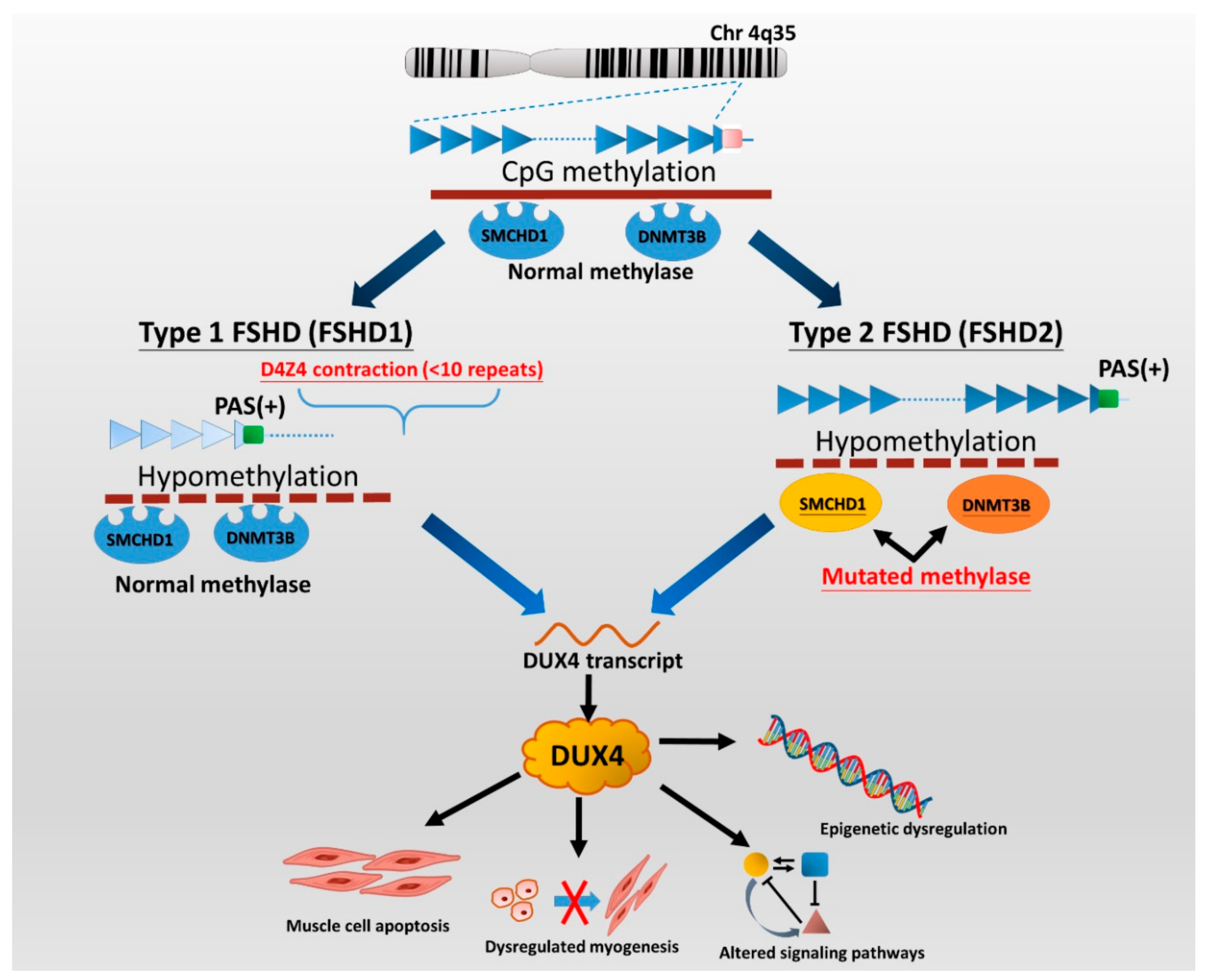 IJMS | Free Full-Text | Early-Onset Infantile Facioscapulohumeral ...