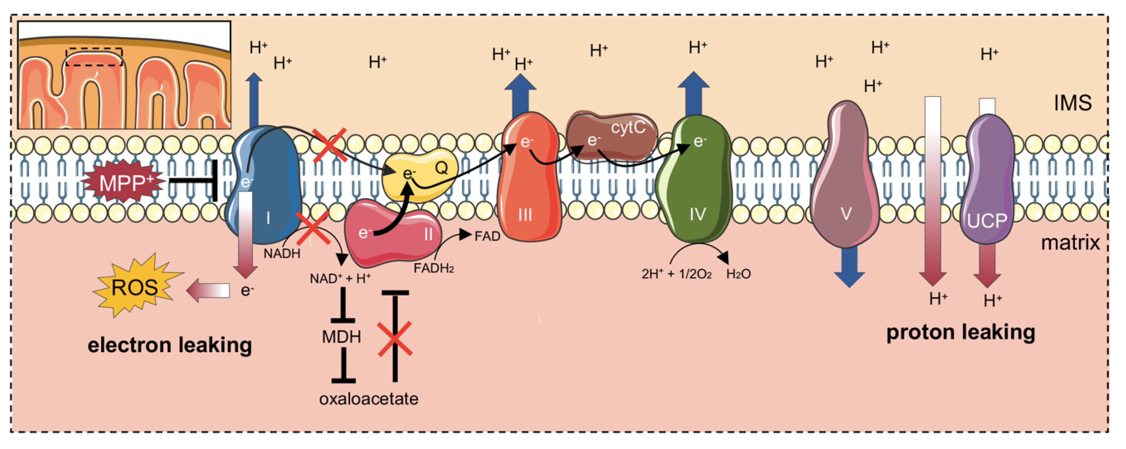 High-Resolution Respirometry Reveals MPP+ Mitochondrial Toxicity ...