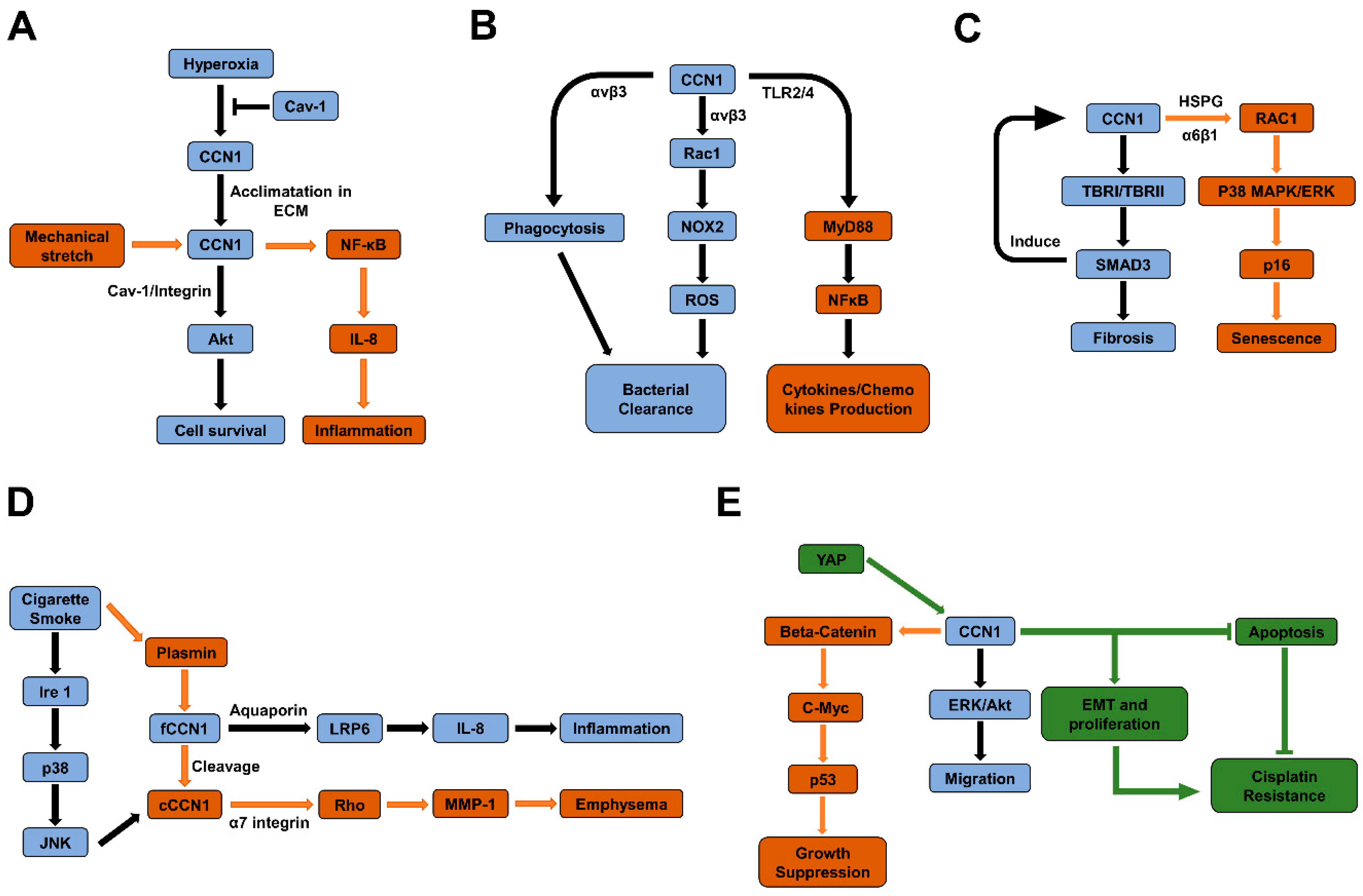 IJMS | Free Full-Text | The Roles of CCN1/CYR61 in Pulmonary Diseases