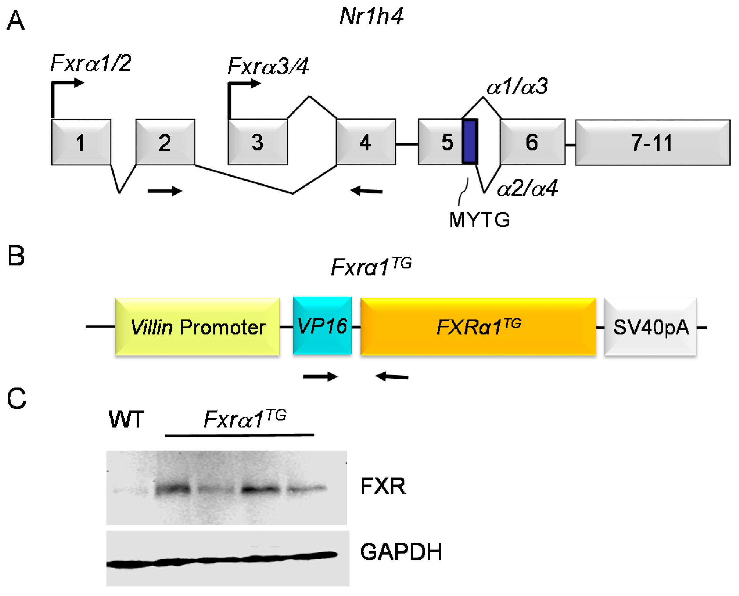 A Villin-Driven Fxr Transgene Modulates Enterohepatic Bile Acid ...