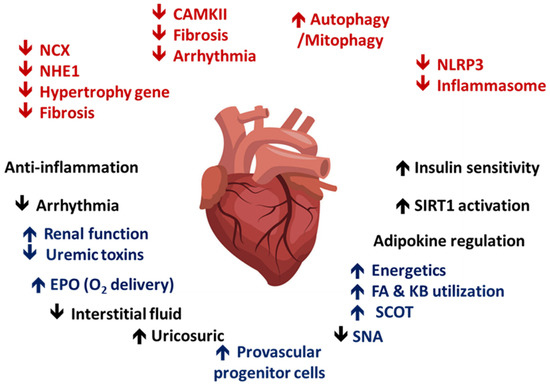IJMS | Free Full-Text | Molecular Mechanisms of SGLT2 Inhibitor on Cardiorenal Protection