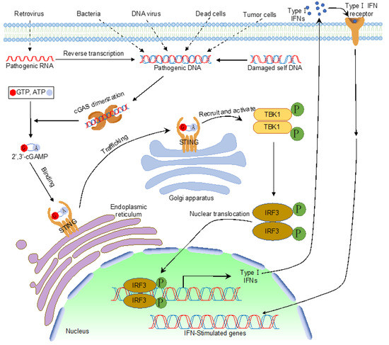 Role of Post-Translational Modifications of cGAS in Innate Immunity