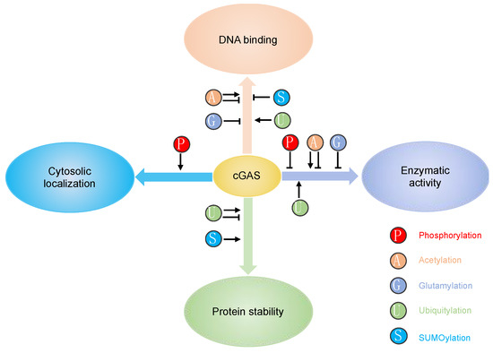 Role of Post-Translational Modifications of cGAS in Innate Immunity