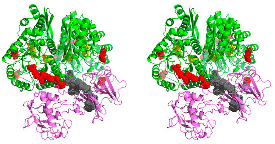 Structural Insights into the Interactions of Candidal Enolase with ...