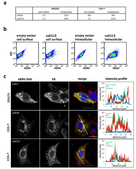 IJMS | Free Full-Text | Formation of HERV-K and HERV-Fc1 Envelope ...