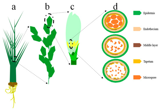 Molecular Control and Application of Male Fertility for Two-Line Hybrid ...