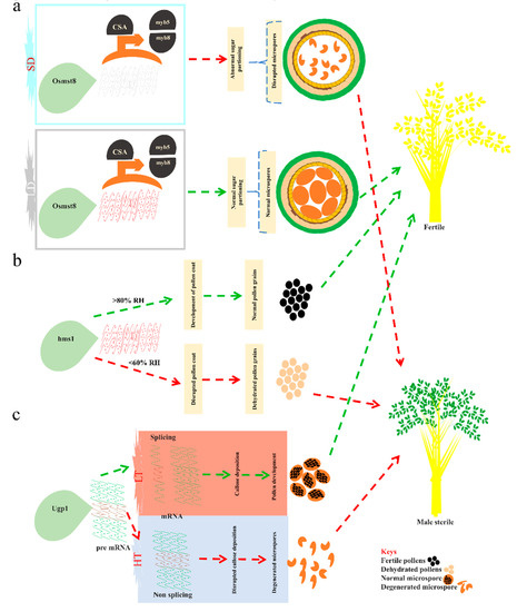 Molecular Control and Application of Male Fertility for Two-Line Hybrid ...