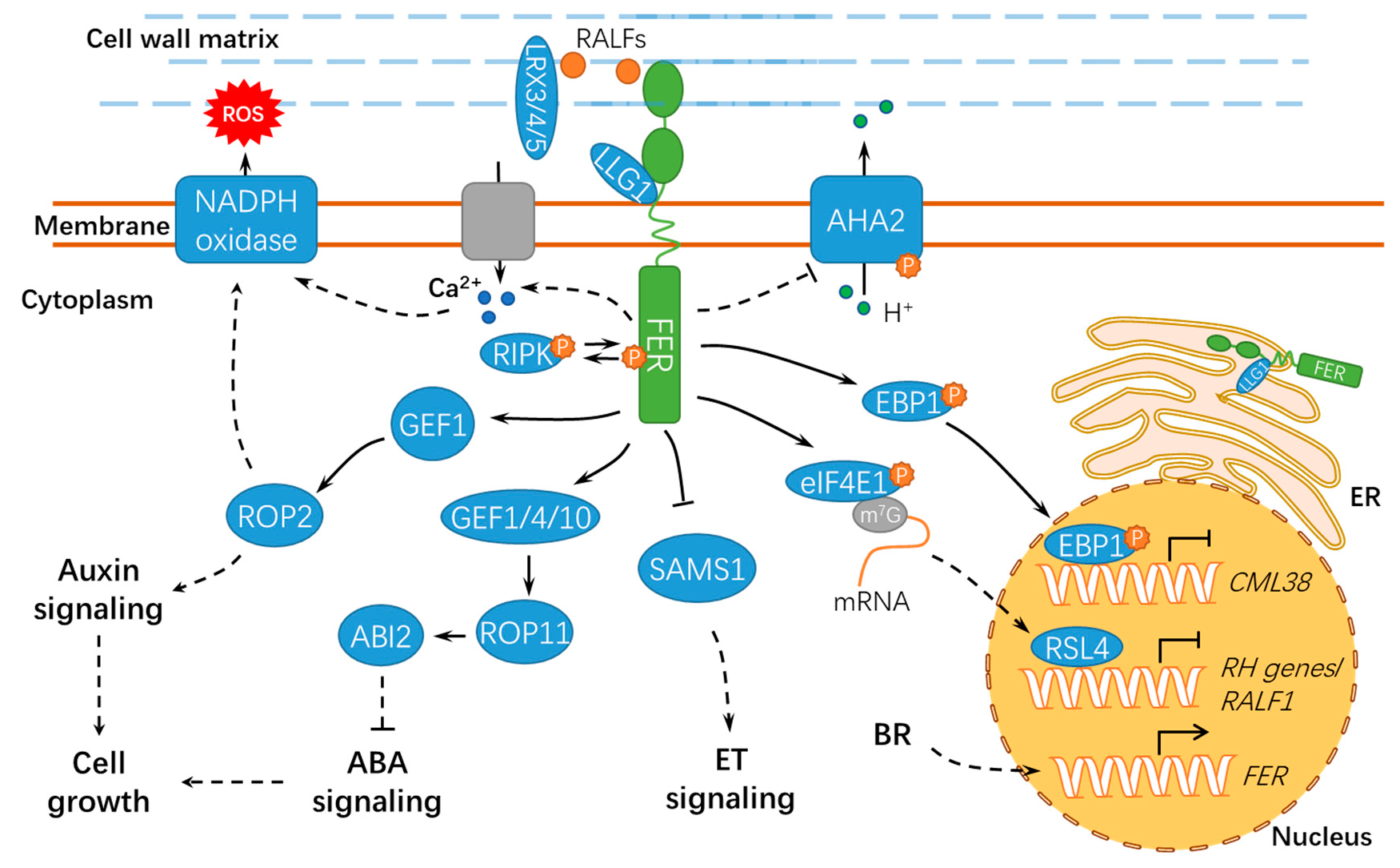 Ijms Free Full Text Versatile Roles Of The Receptor Like Kinase