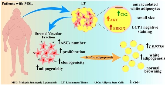 IJMS | Special Issue : Lipodystrophy and Fat Redistribution: From ...