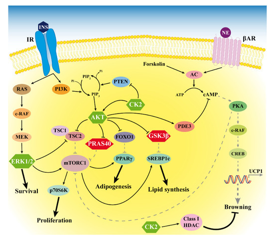 IJMS | Special Issue : Lipodystrophy and Fat Redistribution: From ...