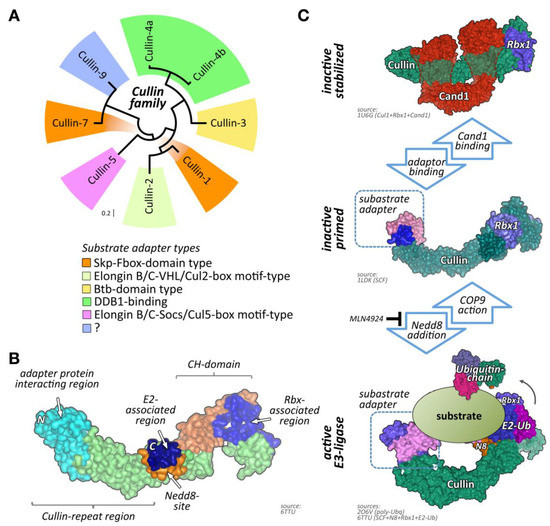 The Role of Cullin-RING Ligases in Striated Muscle Development ...