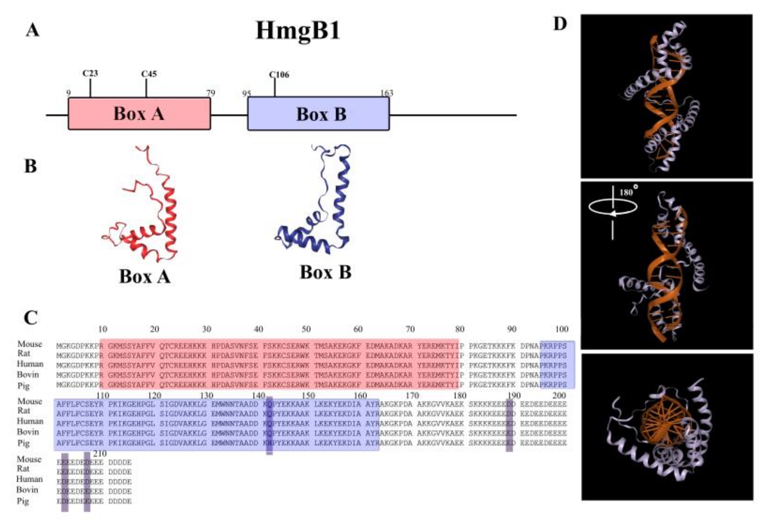 IJMS | Free Full-Text | Functional Diversity of Non-Histone Chromosomal Protein HmgB1
