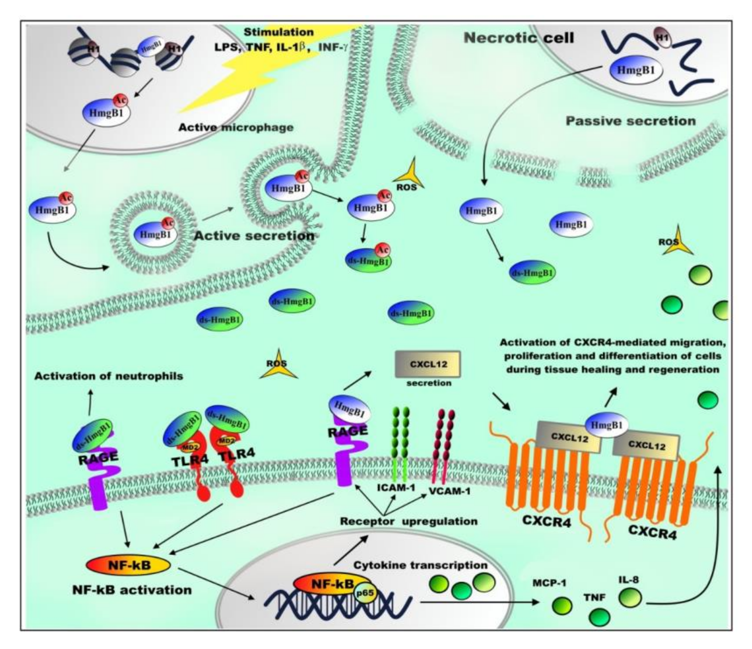 IJMS | Free Full-Text | Functional Diversity of Non-Histone Chromosomal ...