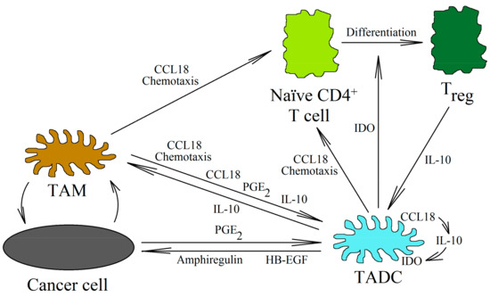 CCL18 in the Progression of Cancer