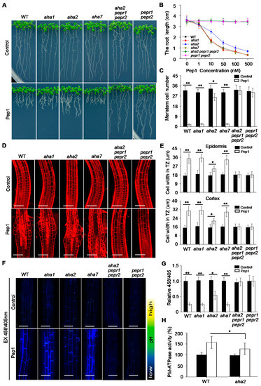 Danger-Associated Peptide Regulates Root Growth by Promoting Protons ...