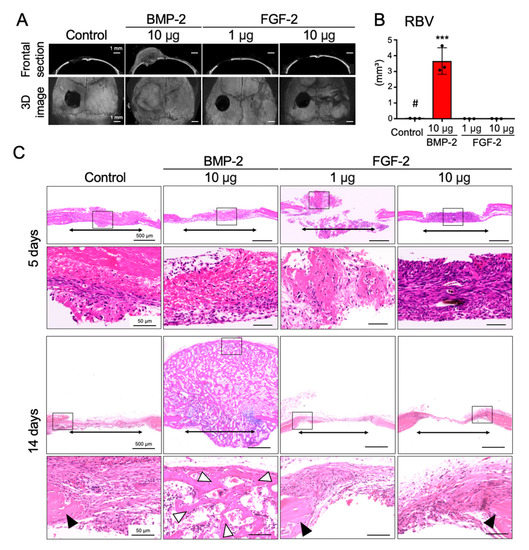 Distinct Osteogenic Potentials of BMP-2 and FGF-2 in Extramedullary and ...
