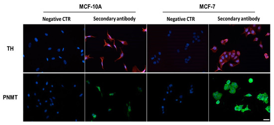β-Adrenoceptor Activation in Breast MCF-10A Cells Induces a Pattern of ...