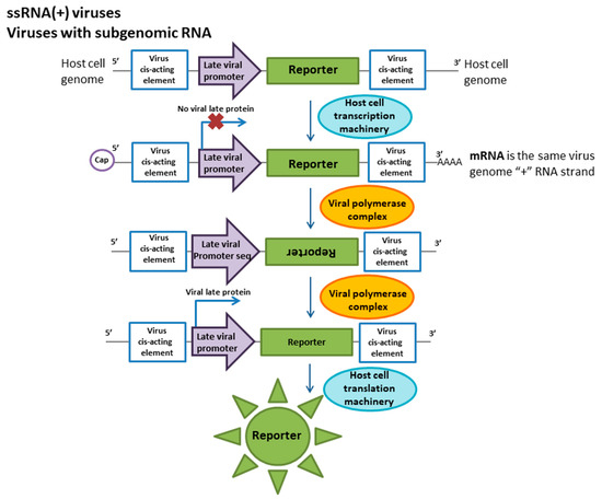Cell Cultures for Virology: Usability, Advantages, and Prospects