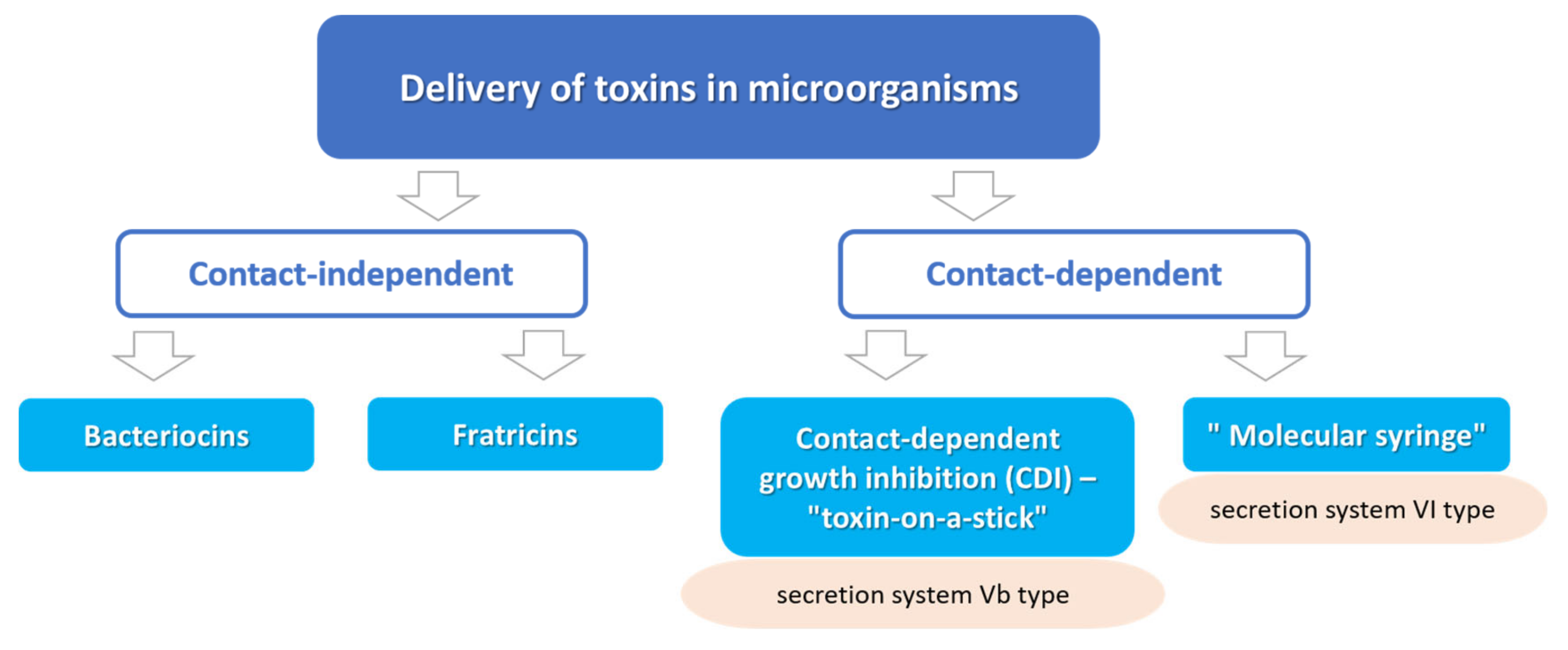 Contact-Dependent Growth Inhibition in Bacteria: Do Not Get Too Close!